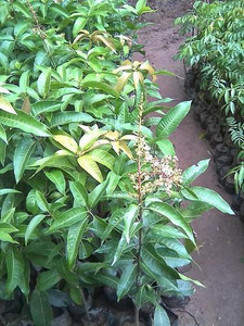 Mohomaya Mango Plant Price in India - Buy Mohomaya Mango Plant online ...