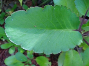 Green Era Bryophyllum Pinnatum/Patharchatta Plant Price in India - Buy ...