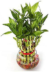 GHF Two Layer Bamboo Plant Price in India - Buy GHF Two Layer Bamboo ...