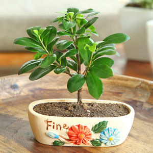 Floweraura Ficus Compacta Plant Price in India - Buy Floweraura Ficus ...