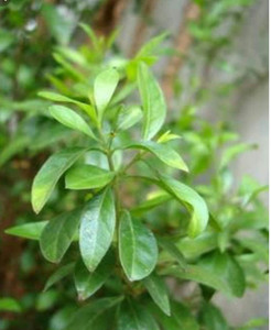 Indian Green Land Inermi Plant Price in India - Buy Indian Green Land ...