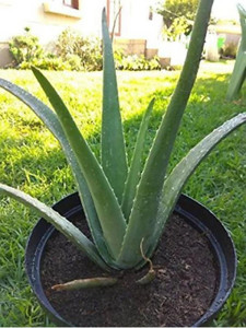 JR GLOBLE Aloe Vera Plant Price in India - Buy JR GLOBLE Aloe Vera ...