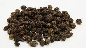 Sjeme Organic Papita Seed Seed Price in India - Buy Sjeme Organic ...
