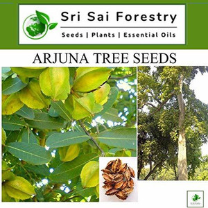 SRI SAI FORESTRY Terminalia Arjuna, Arjun Tree Seed Price in India ...