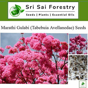 SRI SAI FORESTRY Tabebuia Rosea Seed Price in India - Buy SRI SAI ...