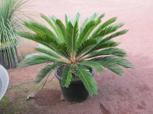 Click to buy Cycus Revoluta Plant Price in India - Buy Click to buy ...