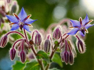 Paudha Borage Seed Price in India - Buy Paudha Borage Seed online at ...