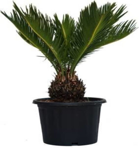 Unique garden Cycus Revoluta Plant Price in India - Buy Unique garden ...