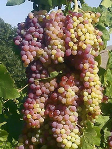 pb mandira plant Grape Plant Price in India - Buy pb mandira plant ...