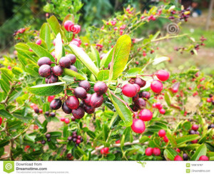 Megha Fish Farming Karonda Plant Price in India - Buy Megha Fish ...