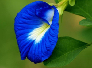 plantsworld Blue Bell Vine, Gokarni, Aparajitha, Clitoria ternatea ...