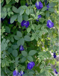 plantsworld Clitoria ternatea, Koyala, Blue Bell Vine, Aparajitha ...
