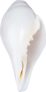 Adhi Siddhar Rudraksha Center Rameshwaram Oothu Sangu 5 Inch ( Left ...