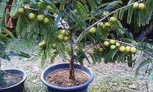 Gaingreen Amra Plant Price in India - Buy Gaingreen Amra Plant online ...