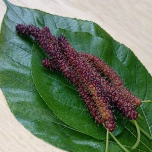 greengrow Shahtoot/Mulberry Plant Price in India - Buy greengrow ...