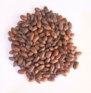 Green World RAIN TREE / SAMANEA SAMAN / MONKEY POD SEEDS FOR FARMING ...