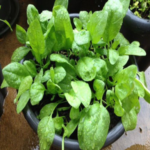 Green Tree Spinach Seed Price in India - Buy Green Tree Spinach Seed ...