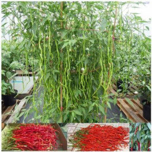Wellspring CW6 CHILLI (MIRCH OR MIRCHI) SEED BEST QUALITY F1 HYBRID ...