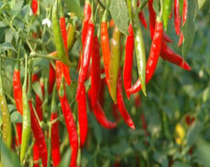 Wellspring CW49 CHILLI (MIRCH OR MIRCHI) SEED BEST QUALITY F1 HYBRID ...