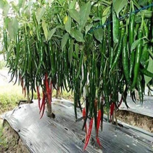 Wellspring CW3 CHILLI (MIRCH OR MIRCHI) SEED BEST QUALITY F1 HYBRID ...