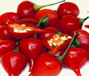 Wellspring CW30 CHILLI (MIRCH OR MIRCHI) SEED BEST QUALITY F1 HYBRID ...