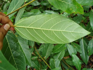 Green Era Gular/Cluster Fig Plant Price in India - Buy Green Era Gular ...