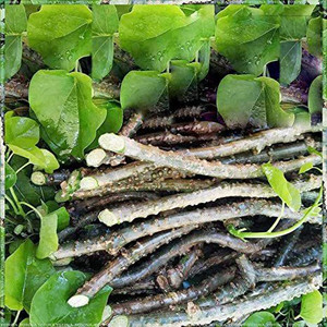 VINAYAK HERBALS GILOY, GALO Seed Price in India - Buy VINAYAK HERBALS ...