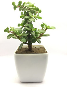 Greenery Nursery Jade Plant Price in India - Buy Greenery Nursery Jade ...