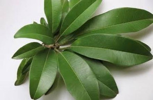 Green Era Lemon Grass Plant Price in India - Buy Green Era Lemon Grass ...
