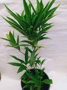 greengrow Sadabahar/Periwinkle Plant Price in India - Buy greengrow ...
