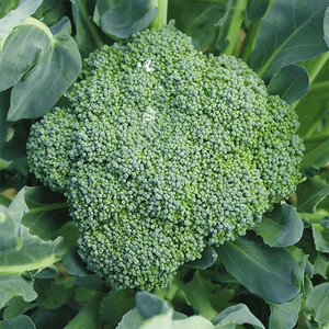 LYRS Sun King Broccoli Seed Seed Price in India - Buy LYRS Sun King ...