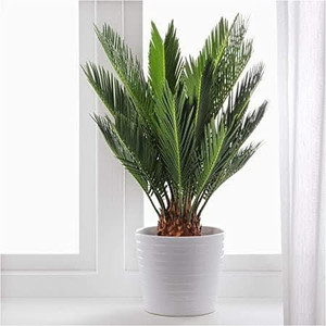 Click to buy Cycus Revoluta Plant Price in India - Buy Click to buy ...