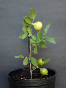 Rainbow Garden Guava Plant Price in India - Buy Rainbow Garden Guava ...