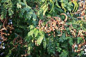 plantsworld Gulaganji, Rakta Chandan, Red Sandal Wood, Red Lucky Seed ...