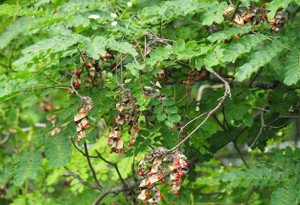 plantsworld Jumbi Bead, Manjadi, Kundumani, Badi Gumchi Seed Price in ...