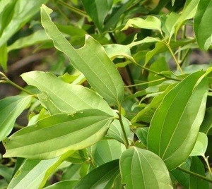 Mohomaya Cinnamon Plant Price in India - Buy Mohomaya Cinnamon Plant ...
