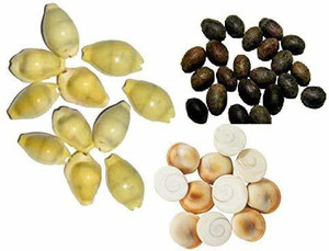 Riddhi Golden Line Pack of 11 Pilli Kodi, 11 Kamal Gatta Seed and 11 ...