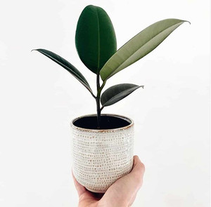 LushGreen Rubber Tree Price in India - Buy LushGreen Rubber Tree online ...