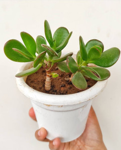 Click to buy Jade Plant Price in India - Buy Click to buy Jade Plant ...