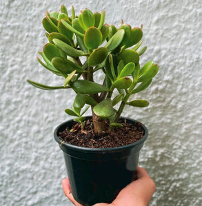 Click to buy Jade Plant Price in India - Buy Click to buy Jade Plant ...