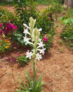 Zomoloco Tuberose/Rajnigandha Plant Price in India - Buy Zomoloco ...