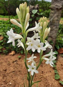 Earth Angels Tuberose/Rajnigandha Plant Price in India - Buy Earth ...