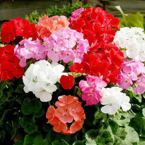 BEE Garden Geranium Mixed Seed Price in India - Buy BEE Garden Geranium ...