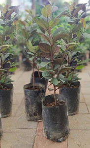Trothic Guava Plant Price in India - Buy Trothic Guava Plant online at ...
