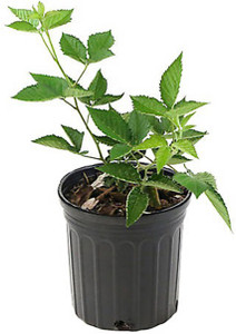 Trothic Berry Plant Price in India - Buy Trothic Berry Plant online at ...