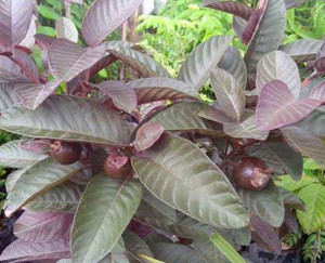 Trothic Guava Plant Price in India - Buy Trothic Guava Plant online at ...