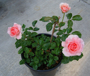 Amazing Gurden Rose Plant Price in India - Buy Amazing Gurden Rose ...