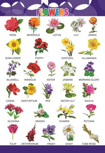 Flower wall Charts - Extremely usefull for growing kids | Laminated ...
