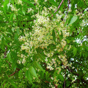 HAPING Neem Plant Price in India - Buy HAPING Neem Plant online at ...