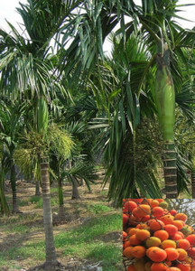 HAPING Betel Nut/Supari Plant Price in India - Buy HAPING Betel Nut ...